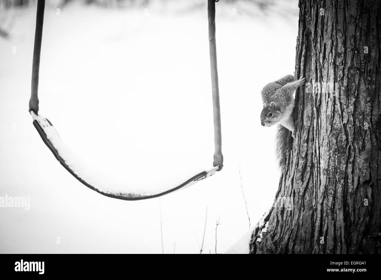 Squirrel in snow next to tree and swing Stock Photo - Alamy