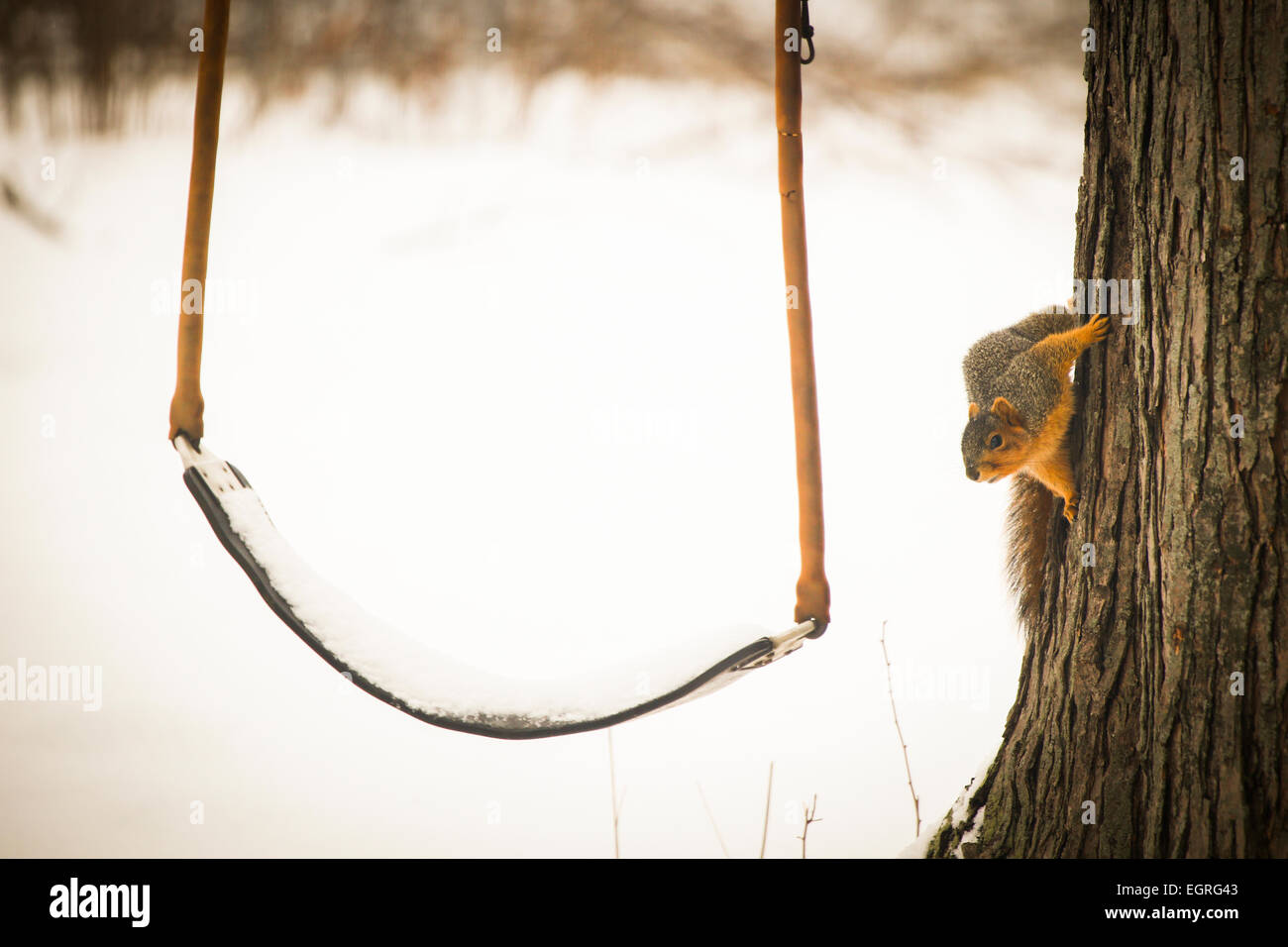Squirrel in snow next to tree and swing Stock Photo - Alamy