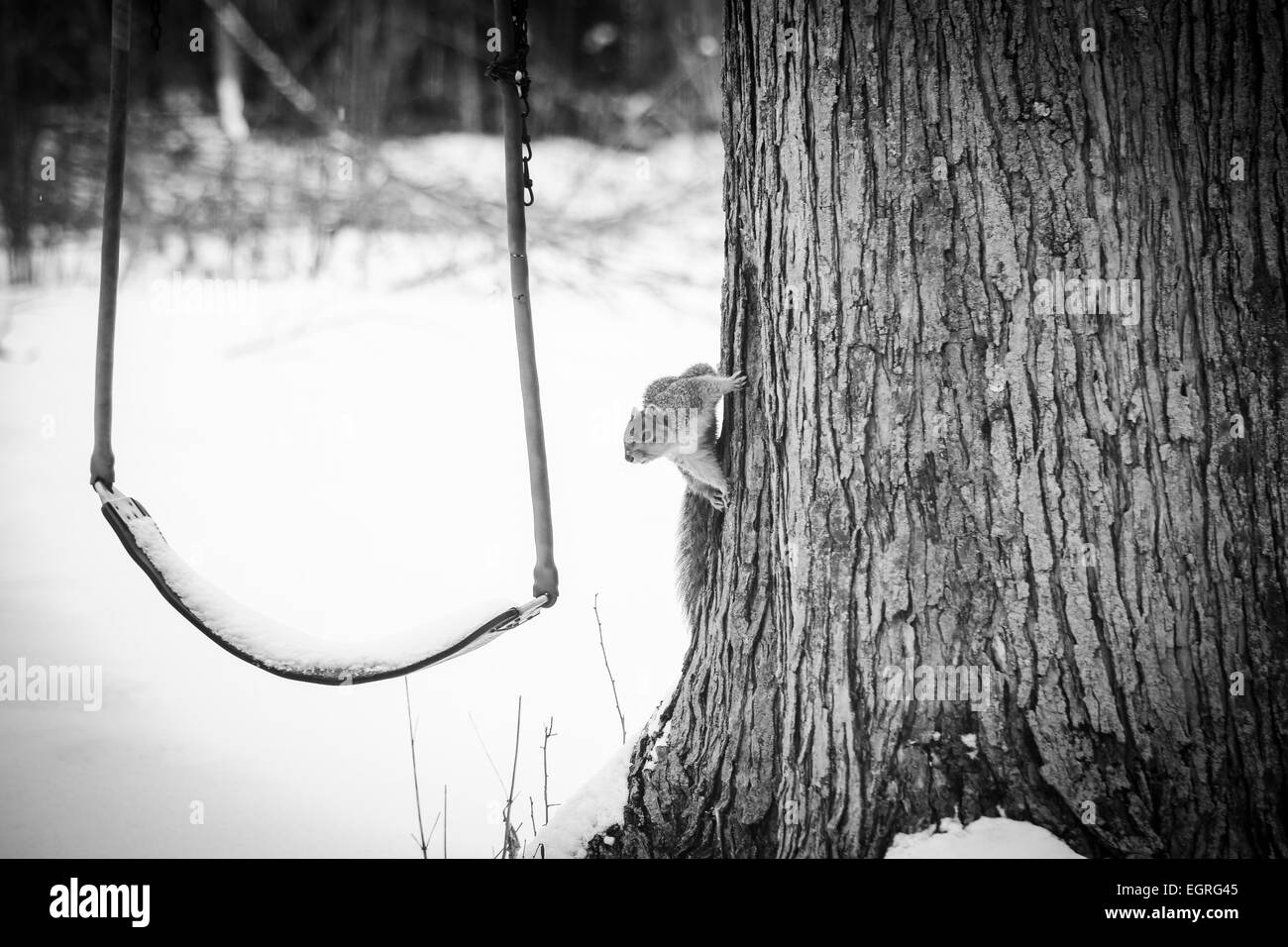 Squirrel in snow next to tree and swing Stock Photo - Alamy