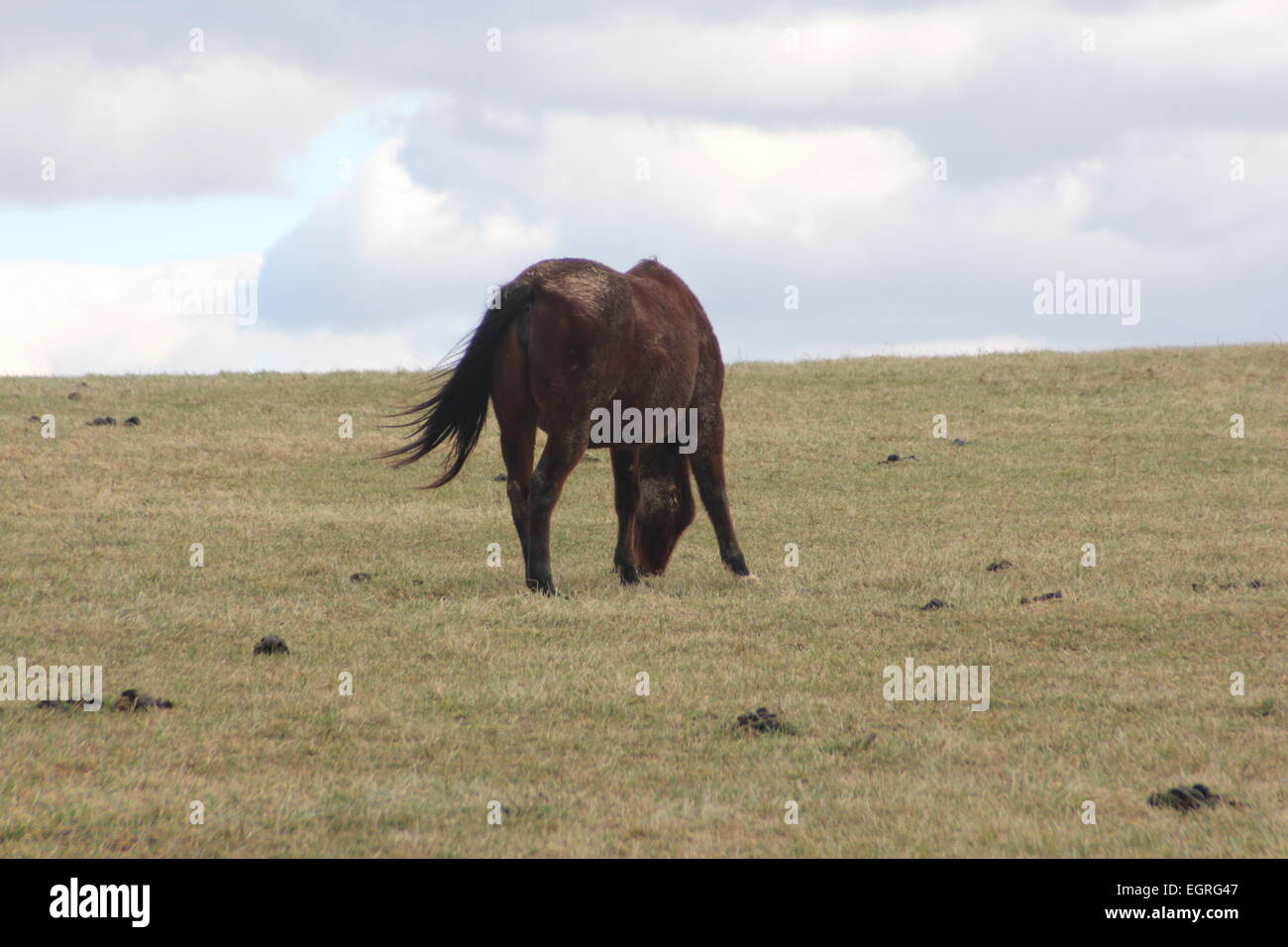 Horse grazing on dry, short, grass on a hilly meadow on a snowless ...