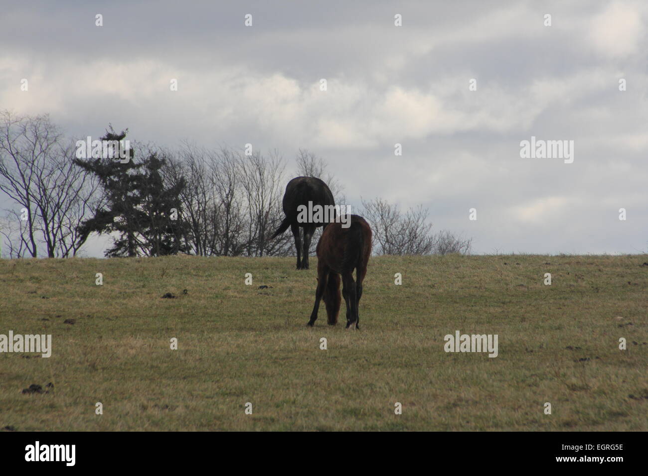 Horses grazing on dry, short, grass on a hilly meadow on a snowless ...