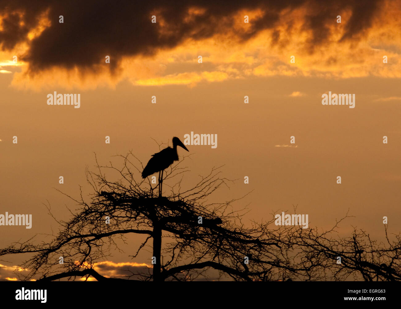 Silhouette Of Stork On Sunset High Resolution Stock Photography and ...