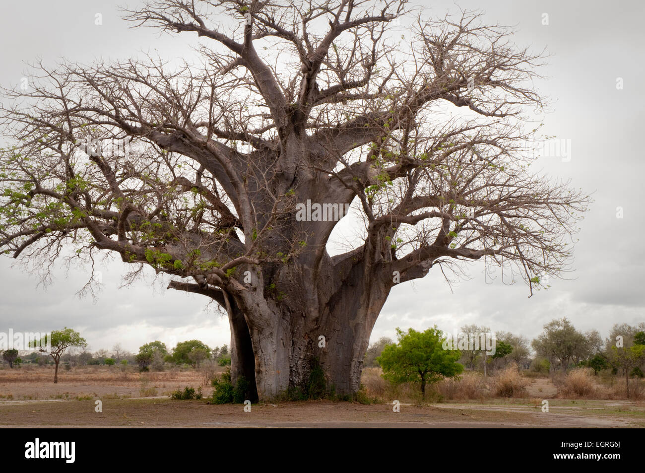 Old baobab tree hi-res stock photography and images - Alamy