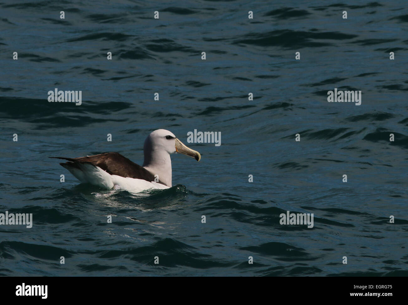 Ocean albatross hi-res stock photography and images - Alamy