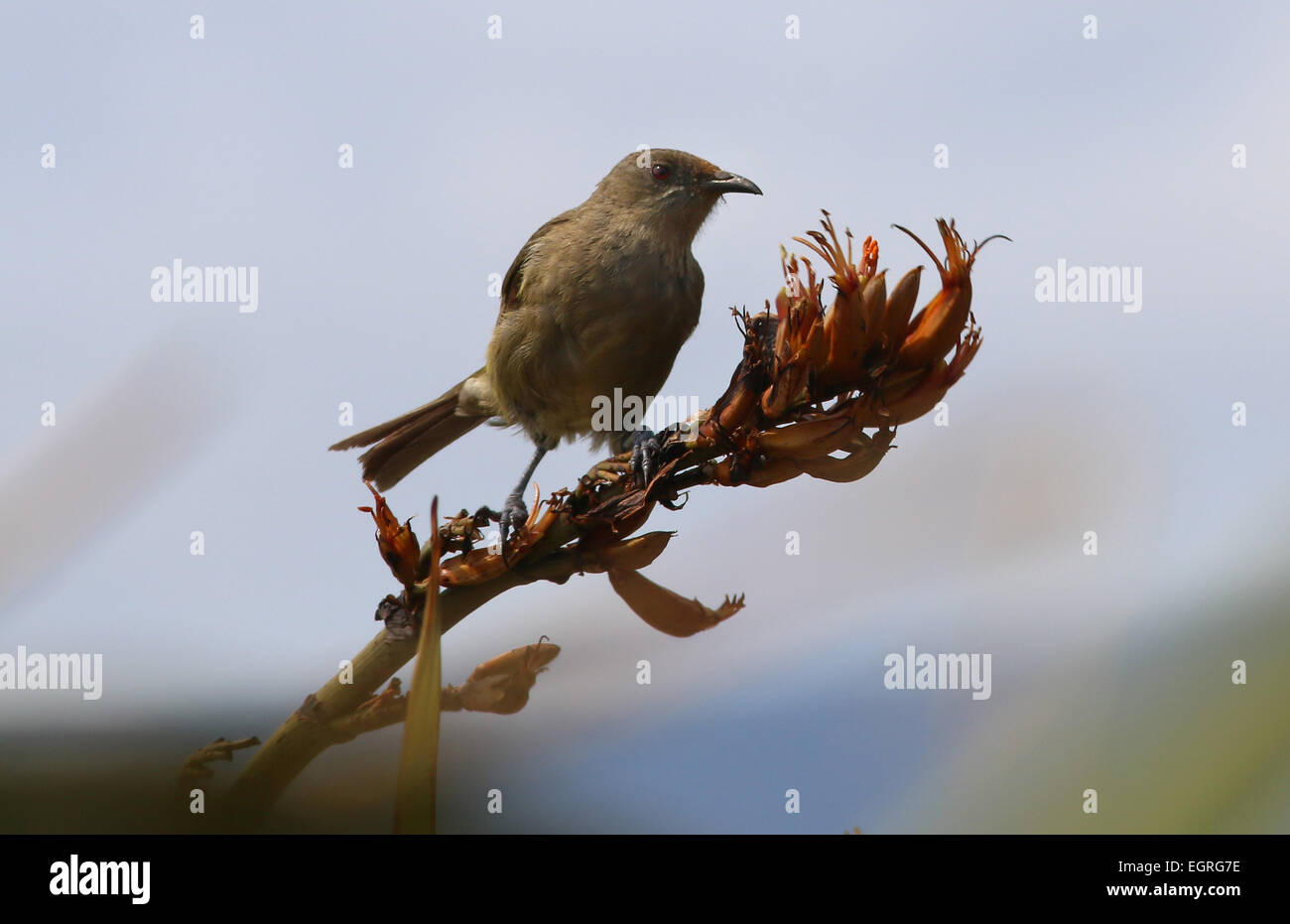 Bellbird hi-res stock photography and images - Alamy