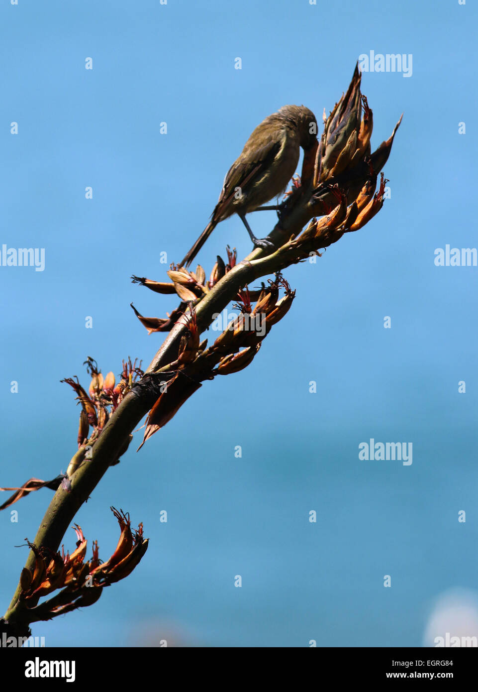 Bellbird feeding on New Zealand flax flower Stock Photo - Alamy