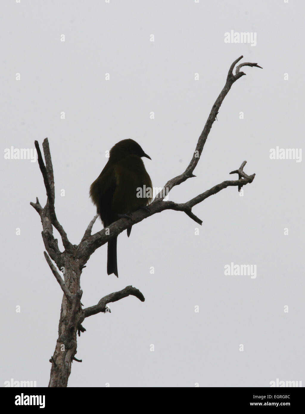 Bellbird hi-res stock photography and images - Alamy