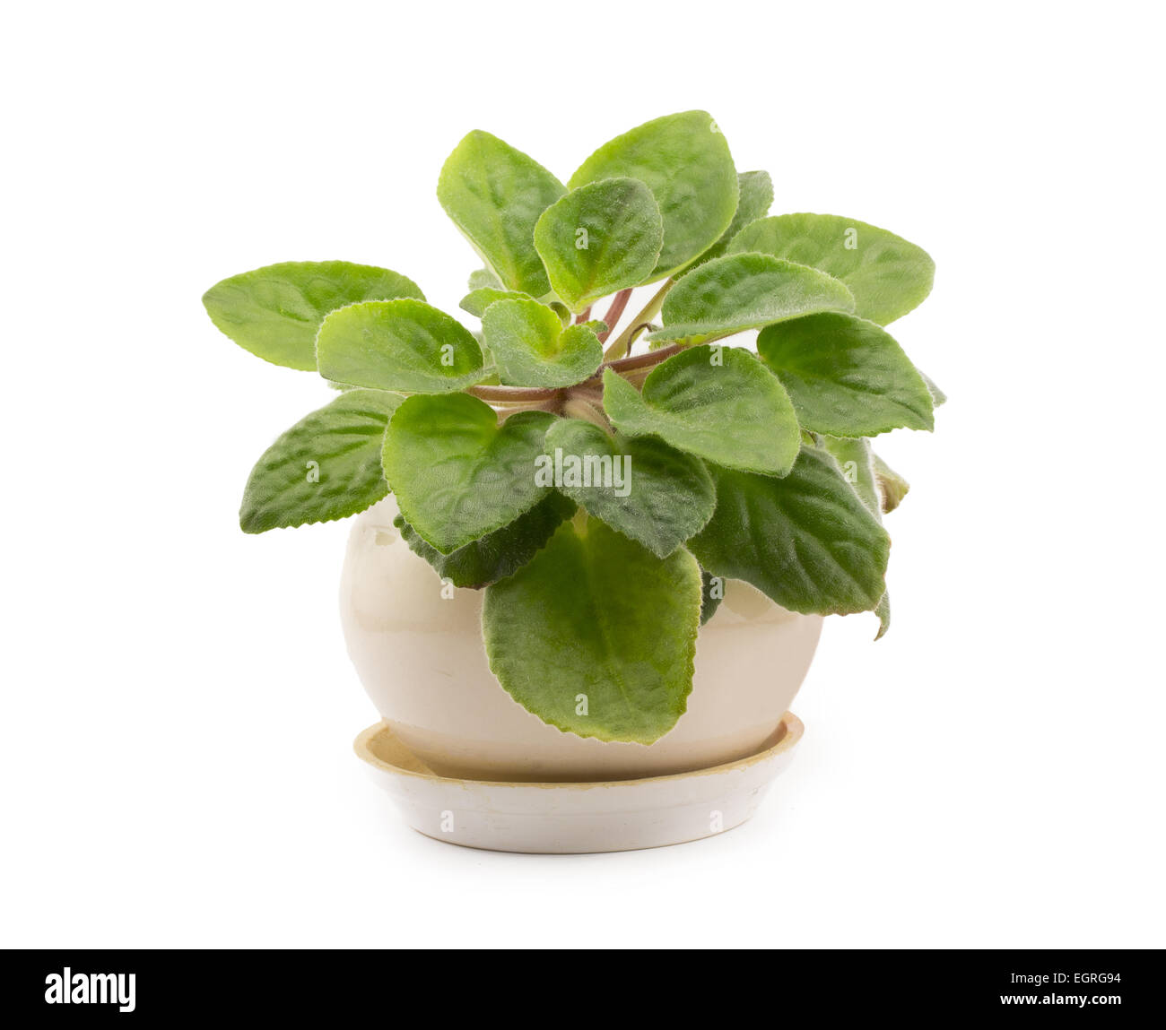 Violets park Cut Out Stock Images & Pictures - Alamy