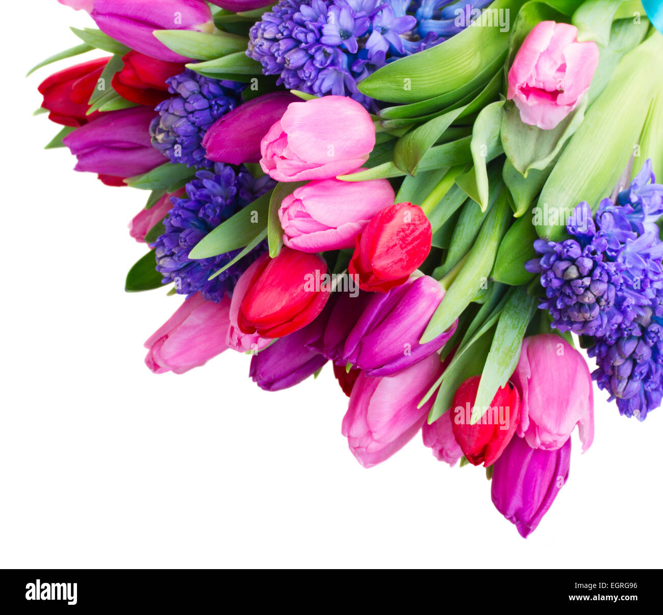 blue hyacinth and tulips Stock Photo - Alamy