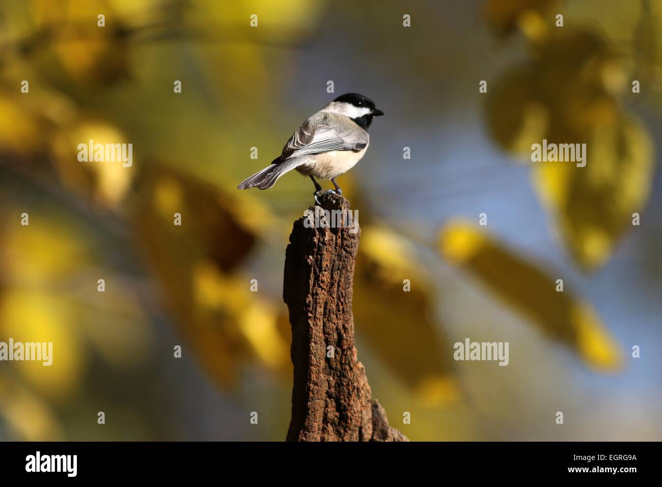 Chickadee in autumn hi-res stock photography and images - Alamy
