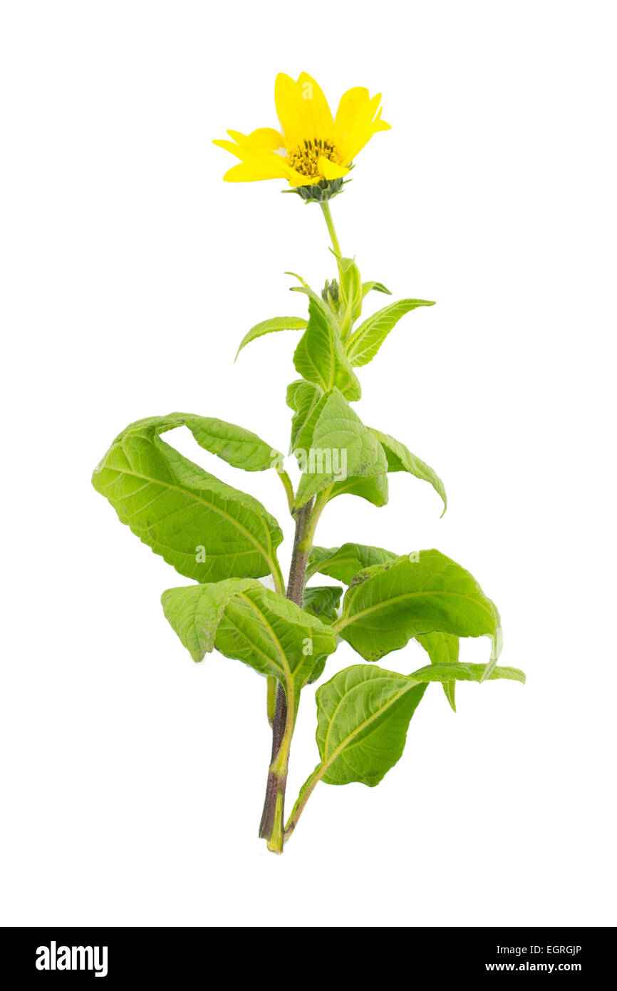 yellow daisy on a white background Stock Photo - Alamy