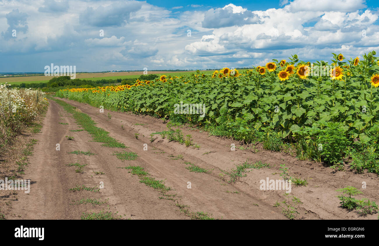 Ukrainian rural landscape with road among fields at summer season Stock ...