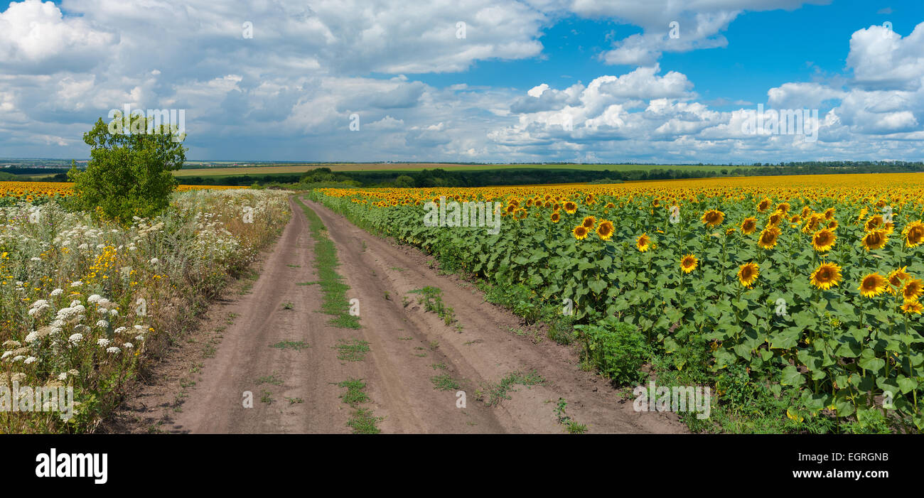 Panoramic Ukrainian rural landscape at summer season Stock Photo - Alamy