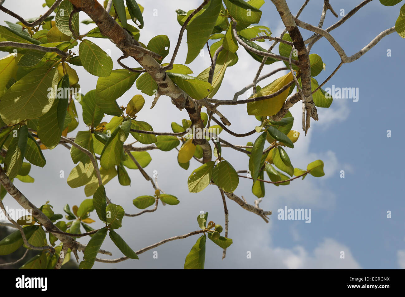 tropical plants and trees on the islands of the archipelago Koh Lipe ...