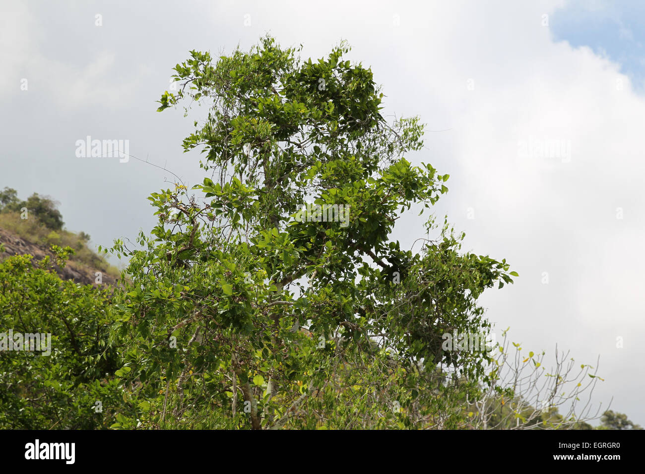tropical plants and trees on the islands of the archipelago Koh Lipe ...