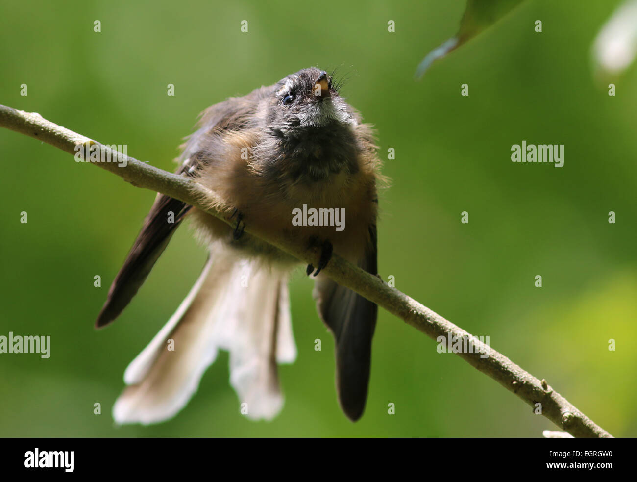 Fantail New Zealand bird Stock Photo - Alamy