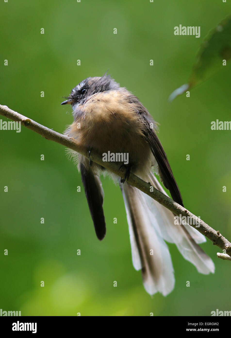 Fantail New Zealand bird Stock Photo - Alamy