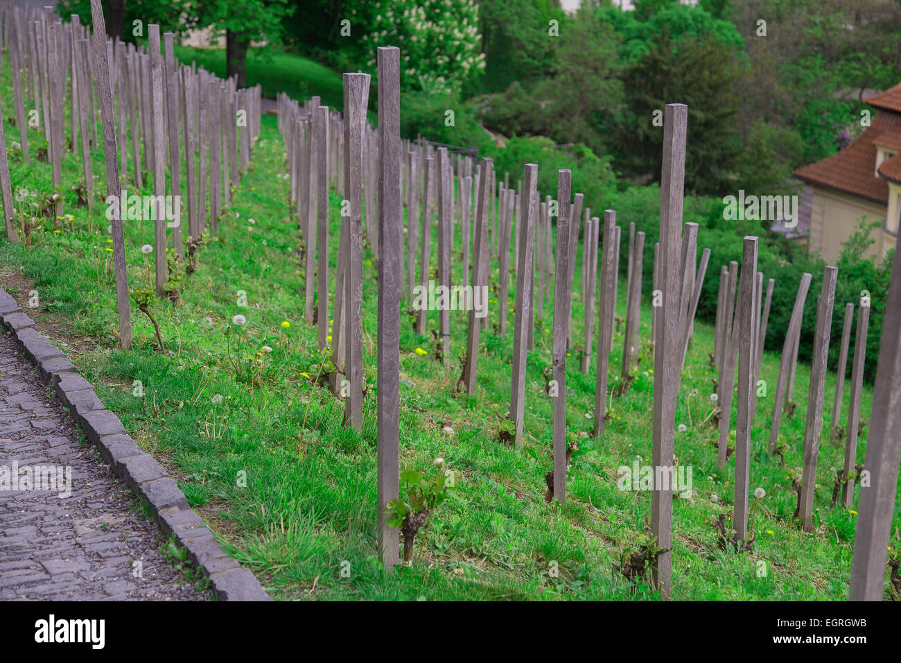 Small grape plant in row hi-res stock photography and images - Alamy