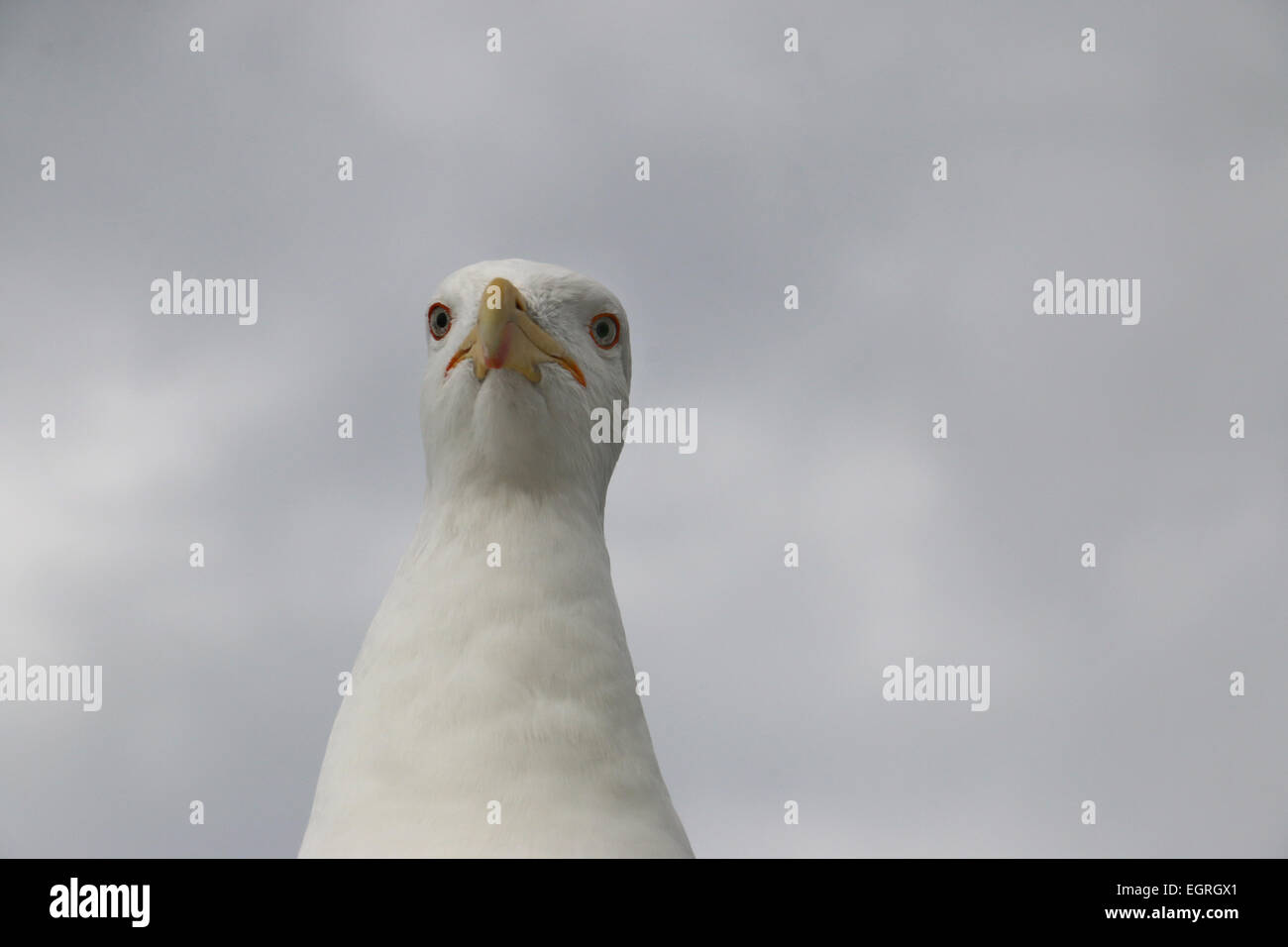 Southern black-backed gull head New Zealand Stock Photo - Alamy