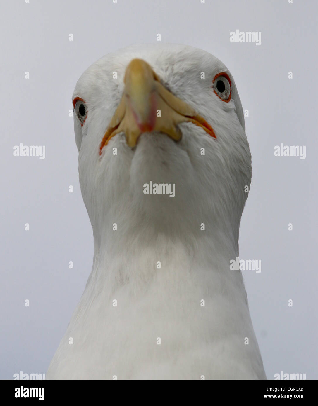 Southern black-backed gull head New Zealand Stock Photo - Alamy