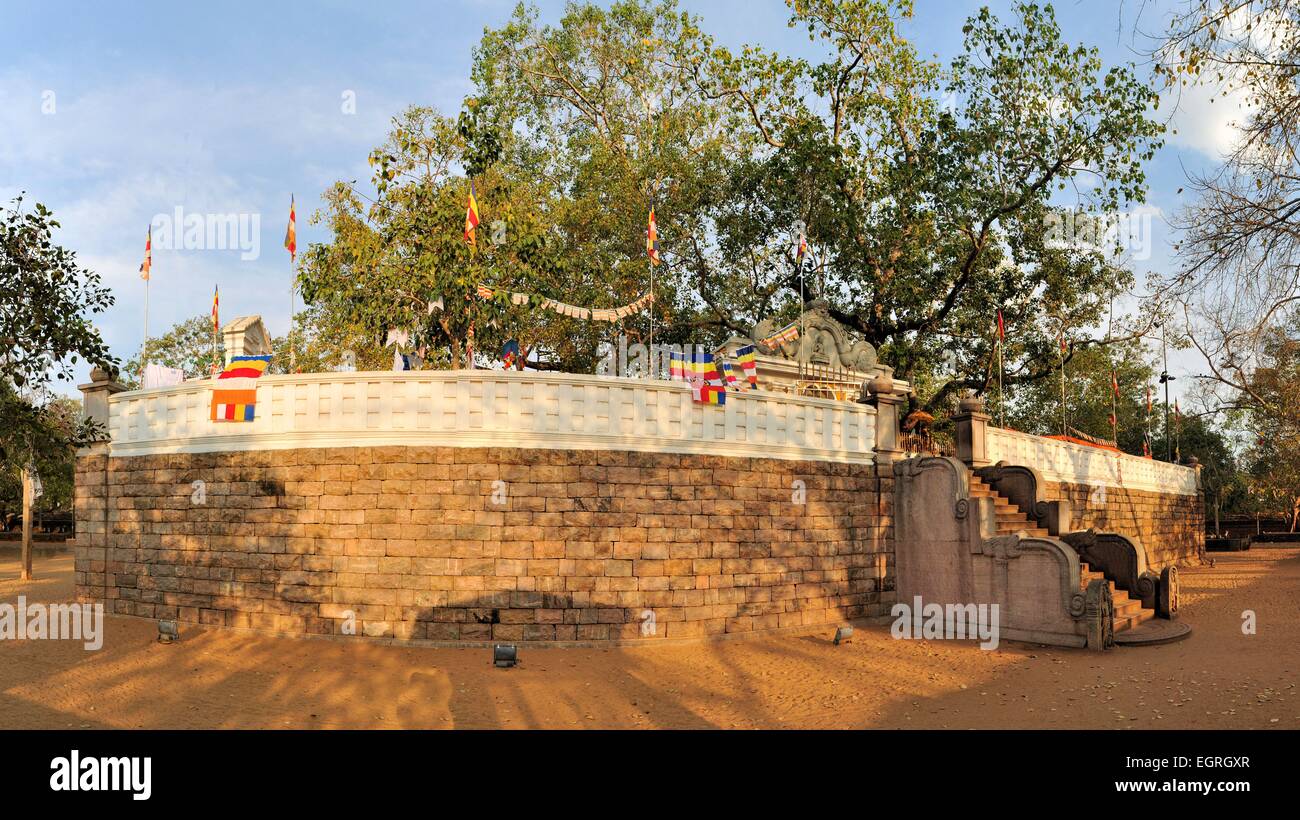 Bodhi tree sri lanka hi-res stock photography and images - Alamy