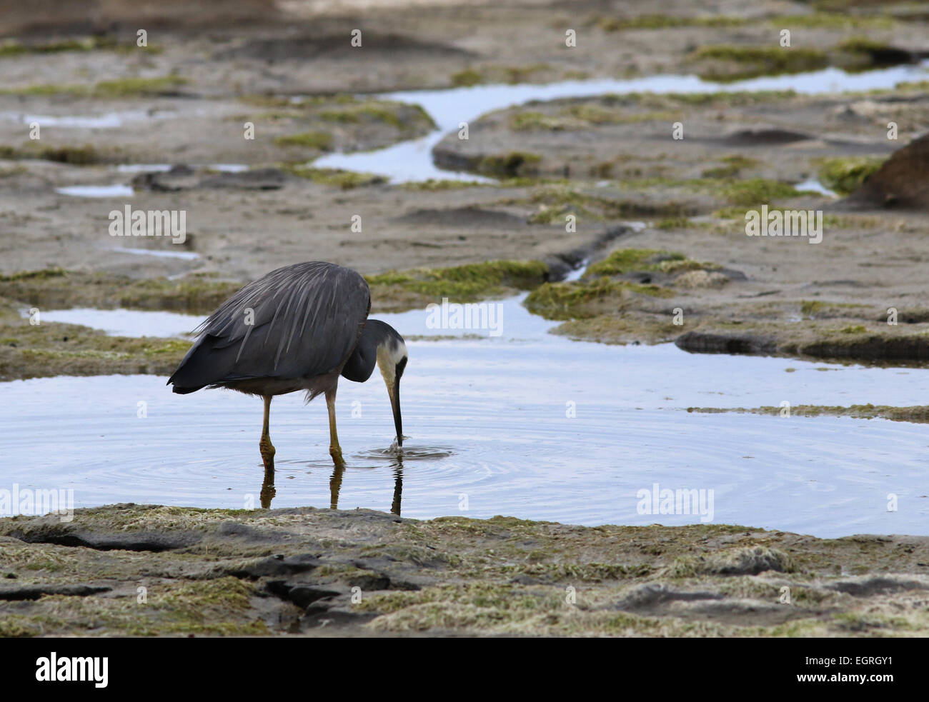 Fishing in new zealand hi-res stock photography and images - Alamy