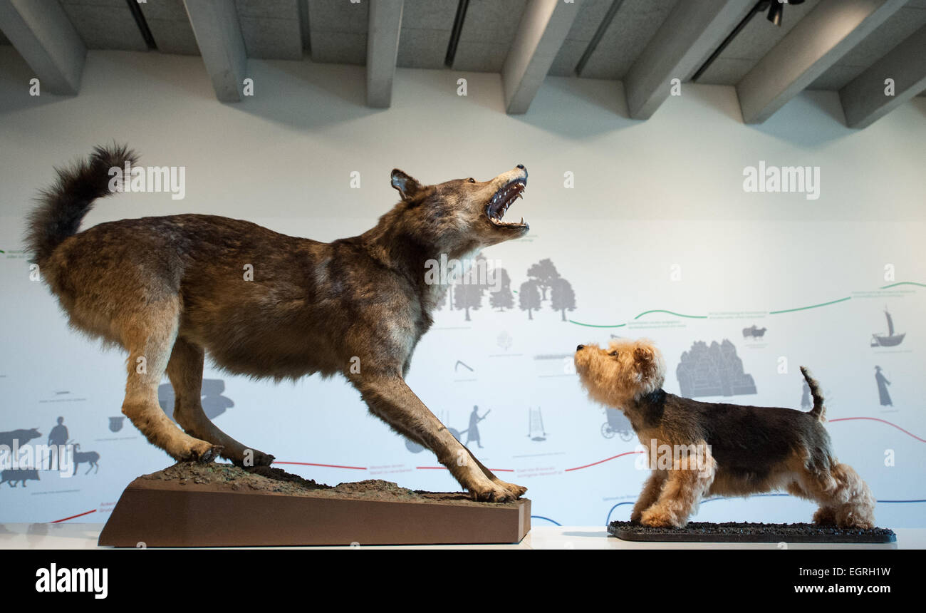The over 100-year old preserved specimen of a wolf stands across from a ...