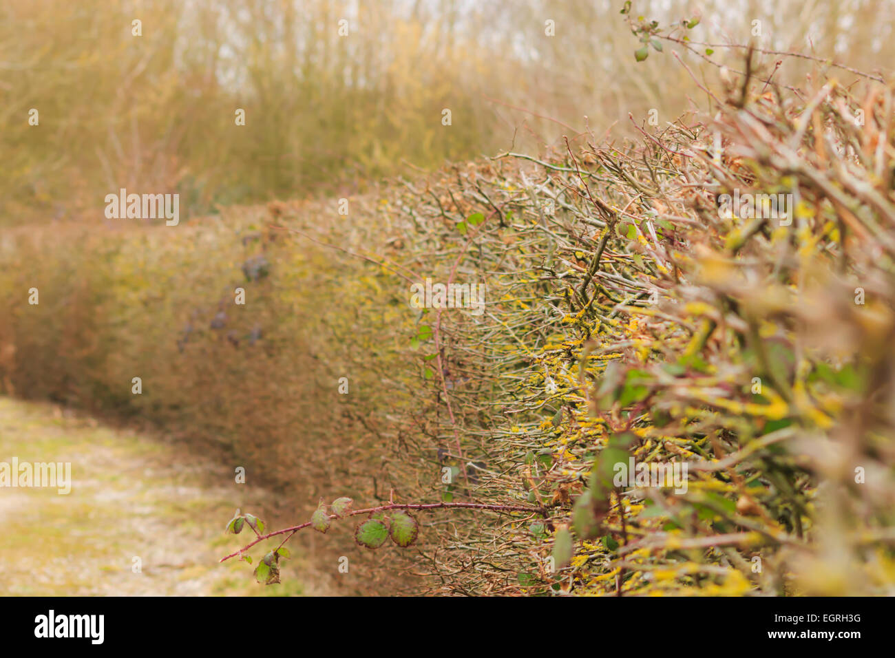 Hedge sunset hi-res stock photography and images - Alamy