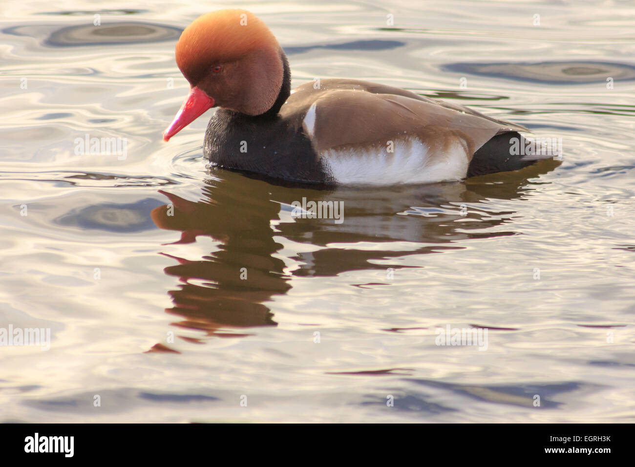 Red-Crested Pochard duck Stock Photo - Alamy
