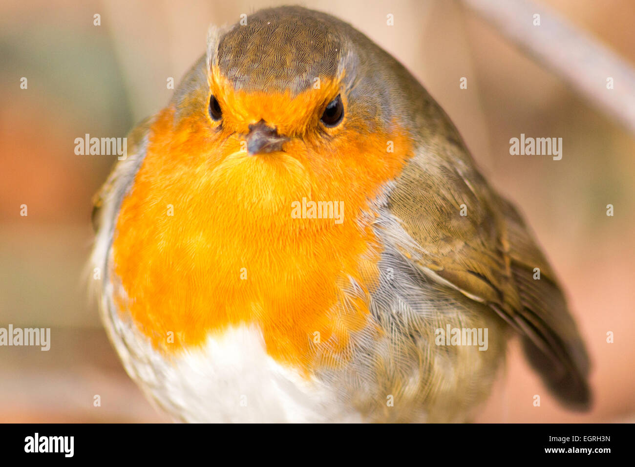 Angry robin hi-res stock photography and images - Alamy