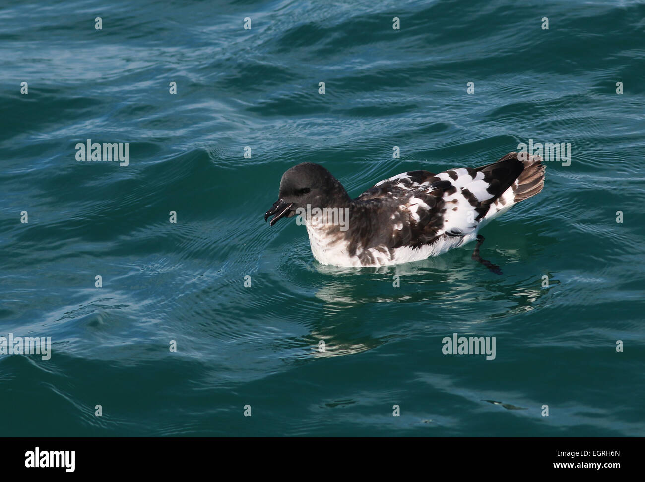 Cape petrel resting in ocean New Zealand Stock Photo - Alamy