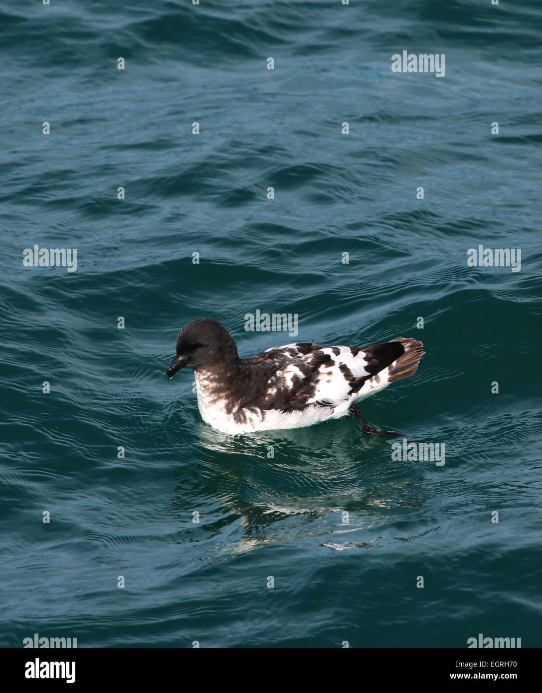 Cape petrel hi-res stock photography and images - Alamy