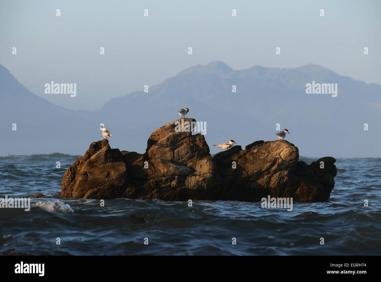 White-fronted tern New Zealand on rock with Southern Alps Stock Photo ...