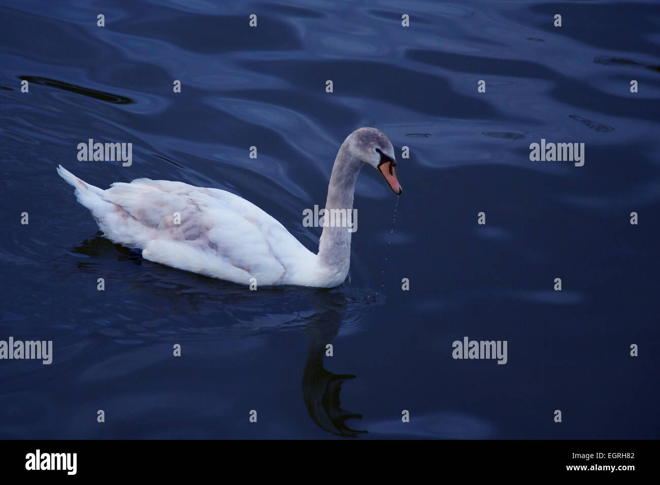 White swan floating in the blue river Stock Photo - Alamy