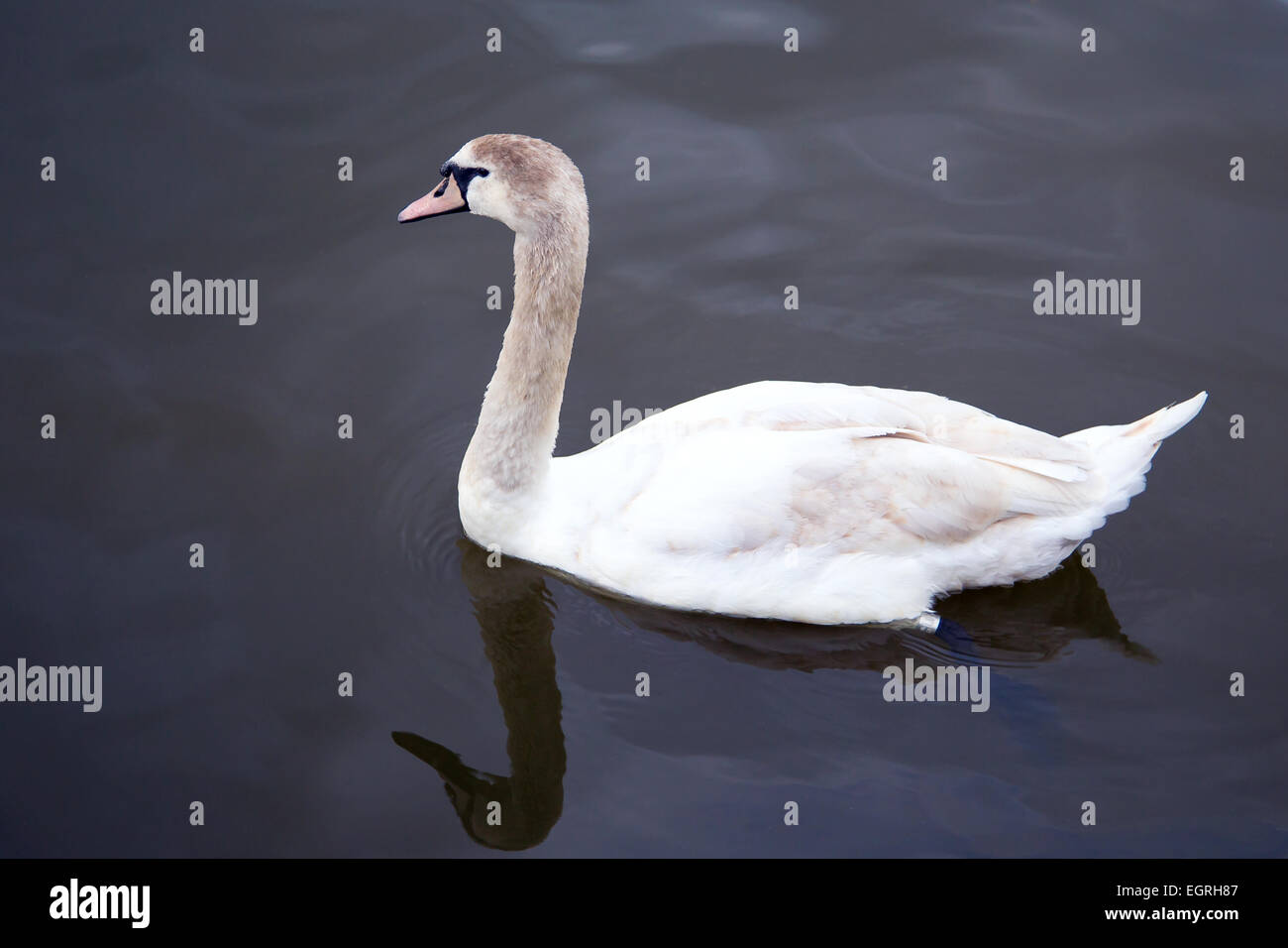 Swam floating hi-res stock photography and images - Alamy