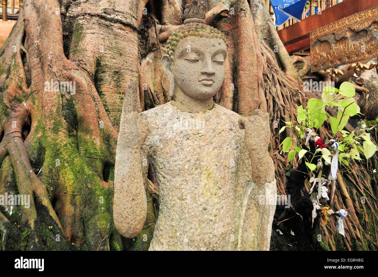 Buddha statue under bodhi tree hi-res stock photography and images - Alamy