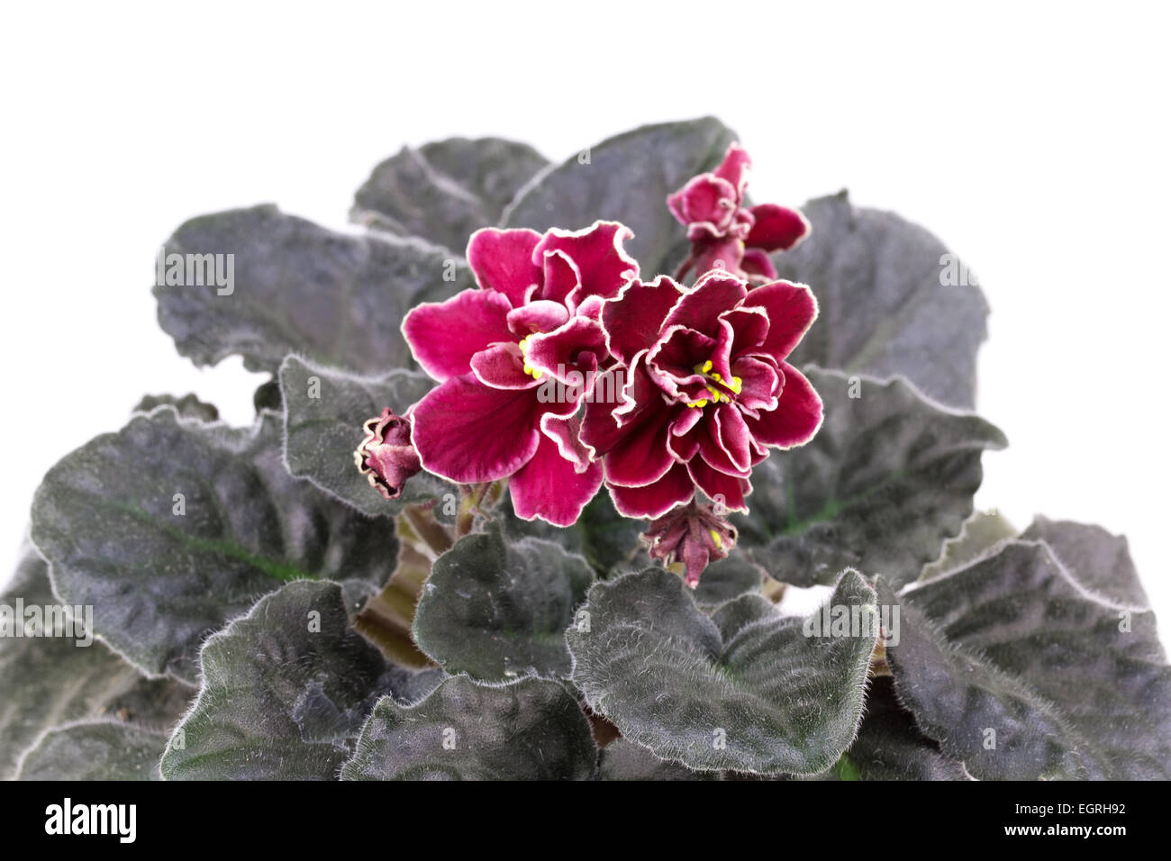 flower, violet isolated on white background Stock Photo - Alamy