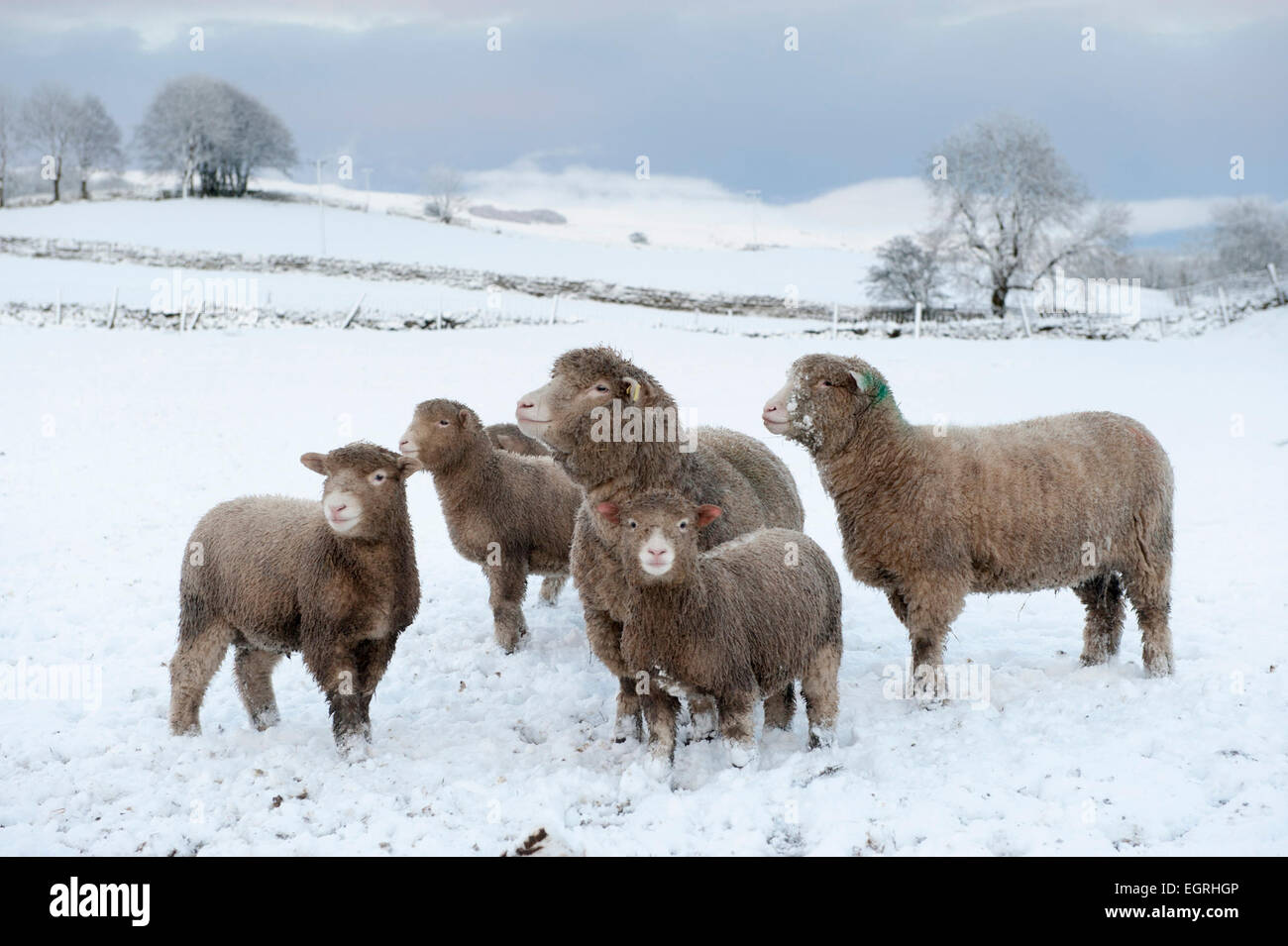 Poll dorset sheep hi-res stock photography and images - Alamy