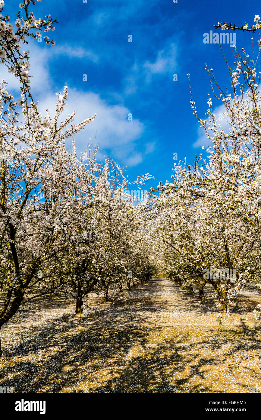 Almond Blossoms in Modesto California one of the water hungry crops of ...