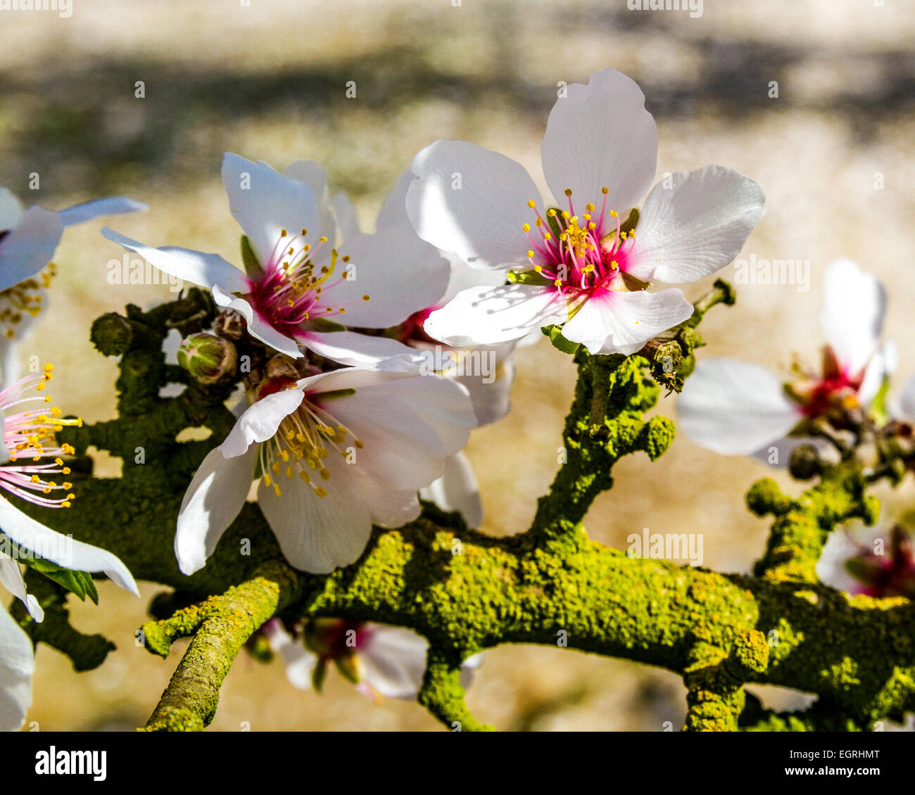 Closeups of Almond Blossom in Modesto California one of the water ...