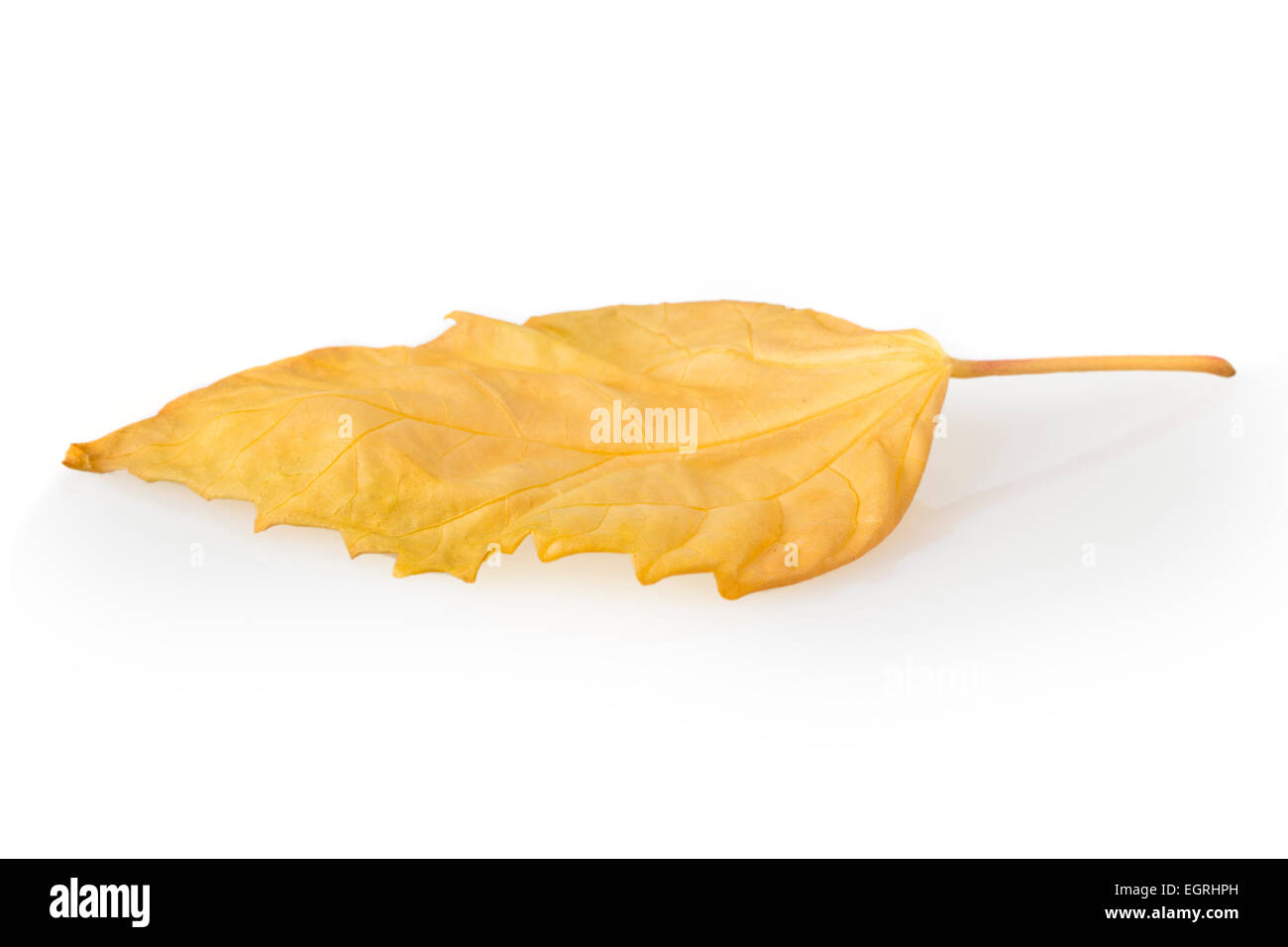 yellow leaf isolated on white background Stock Photo - Alamy