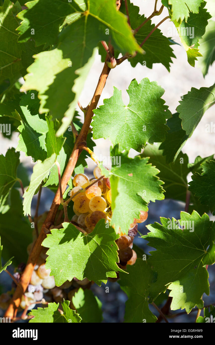 Grapes : Moscatel De Grano Menudo. Nevarra Stock Photo - Alamy