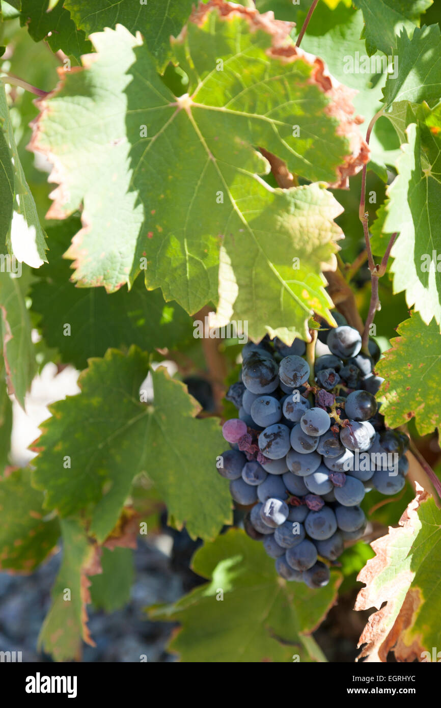 Monastrell High Resolution Stock Photography and Images - Alamy