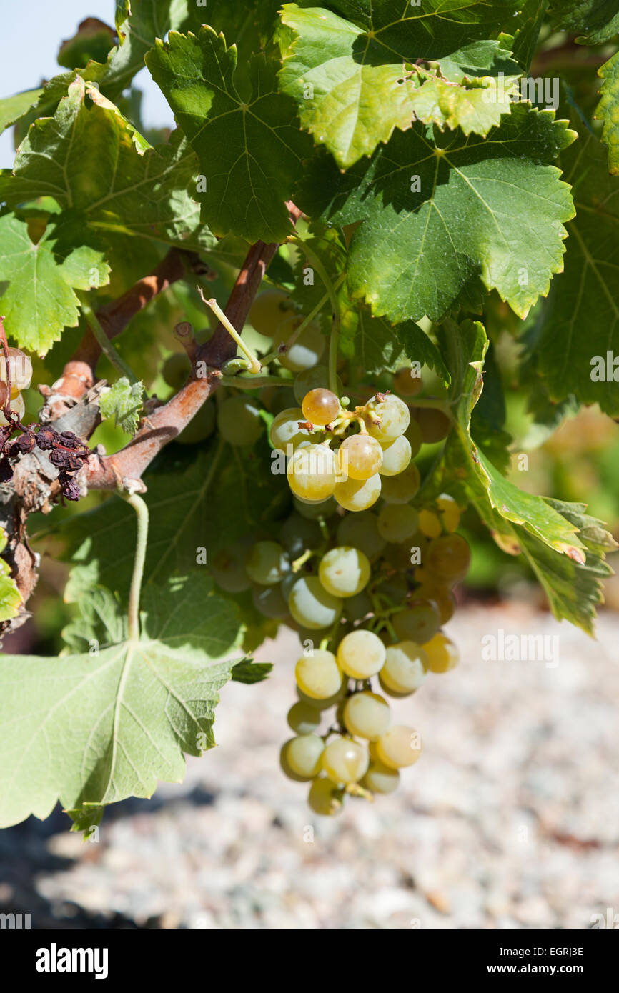 Moscatel hi-res stock photography and images - Alamy