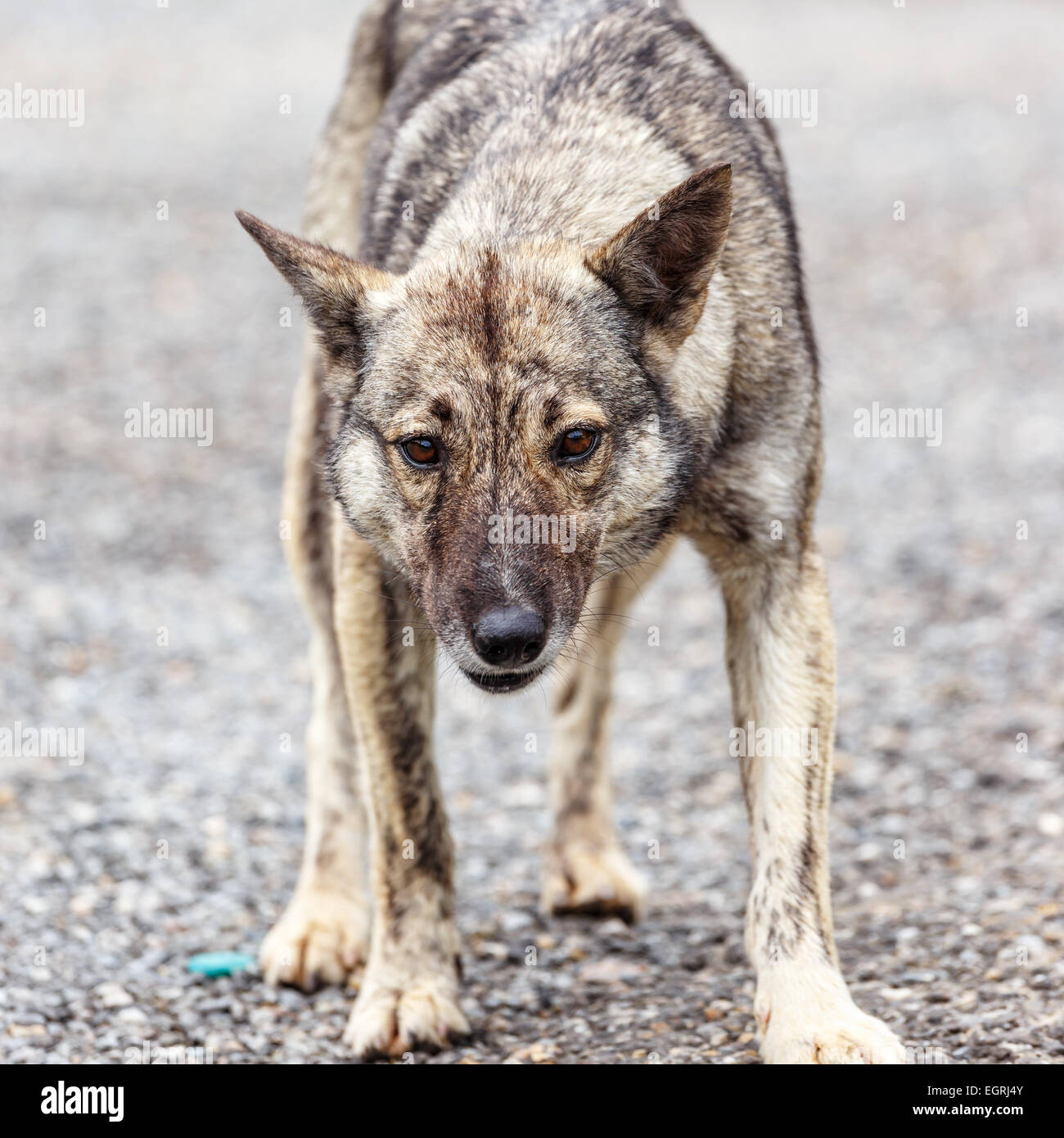 Furious dog hi-res stock photography and images - Alamy