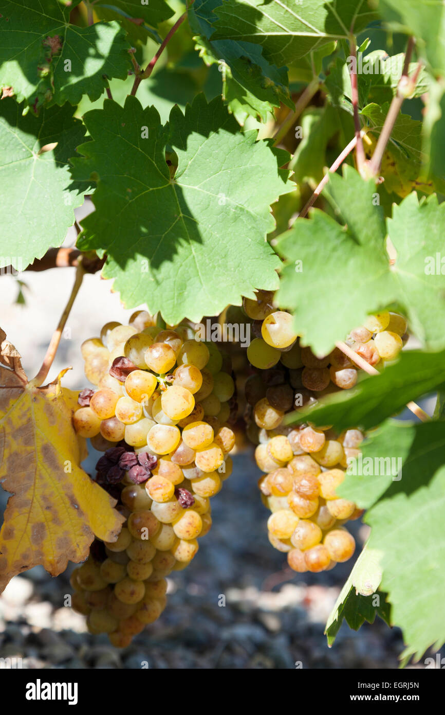 Moscatel hi-res stock photography and images - Alamy