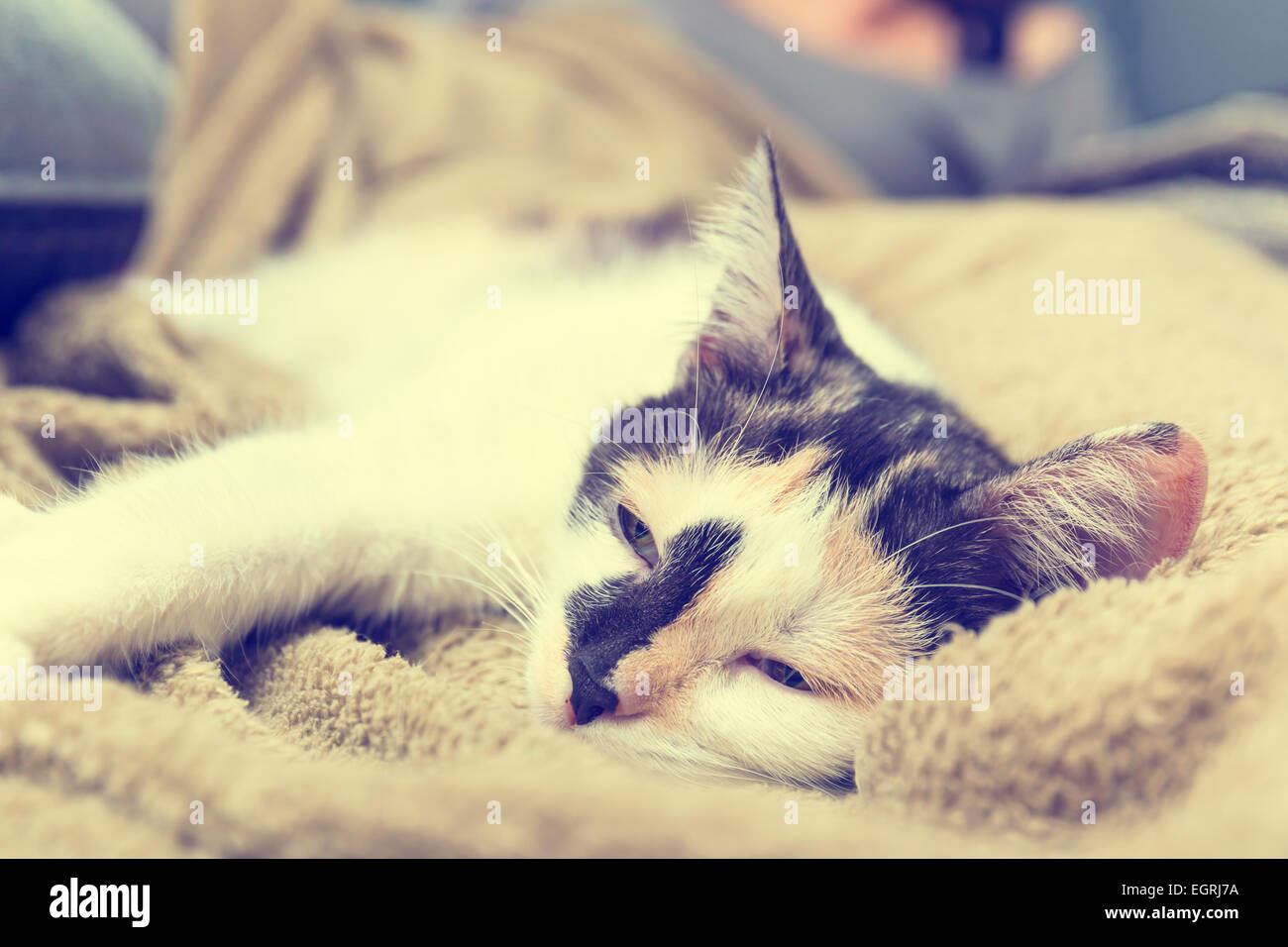 Bored Cat Stock Photos & Bored Cat Stock Images - Alamy