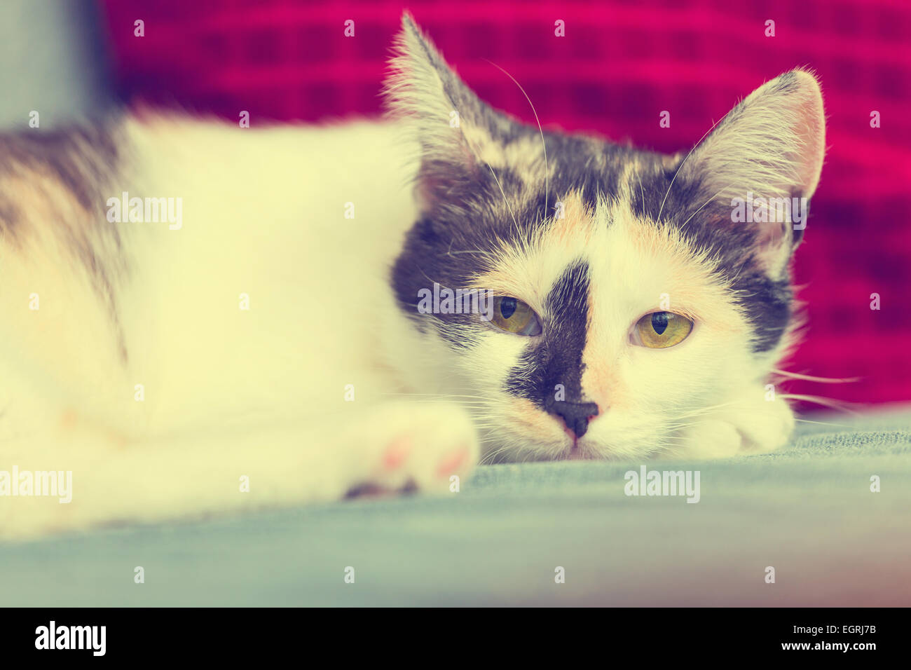 Bored cat Stock Photo - Alamy