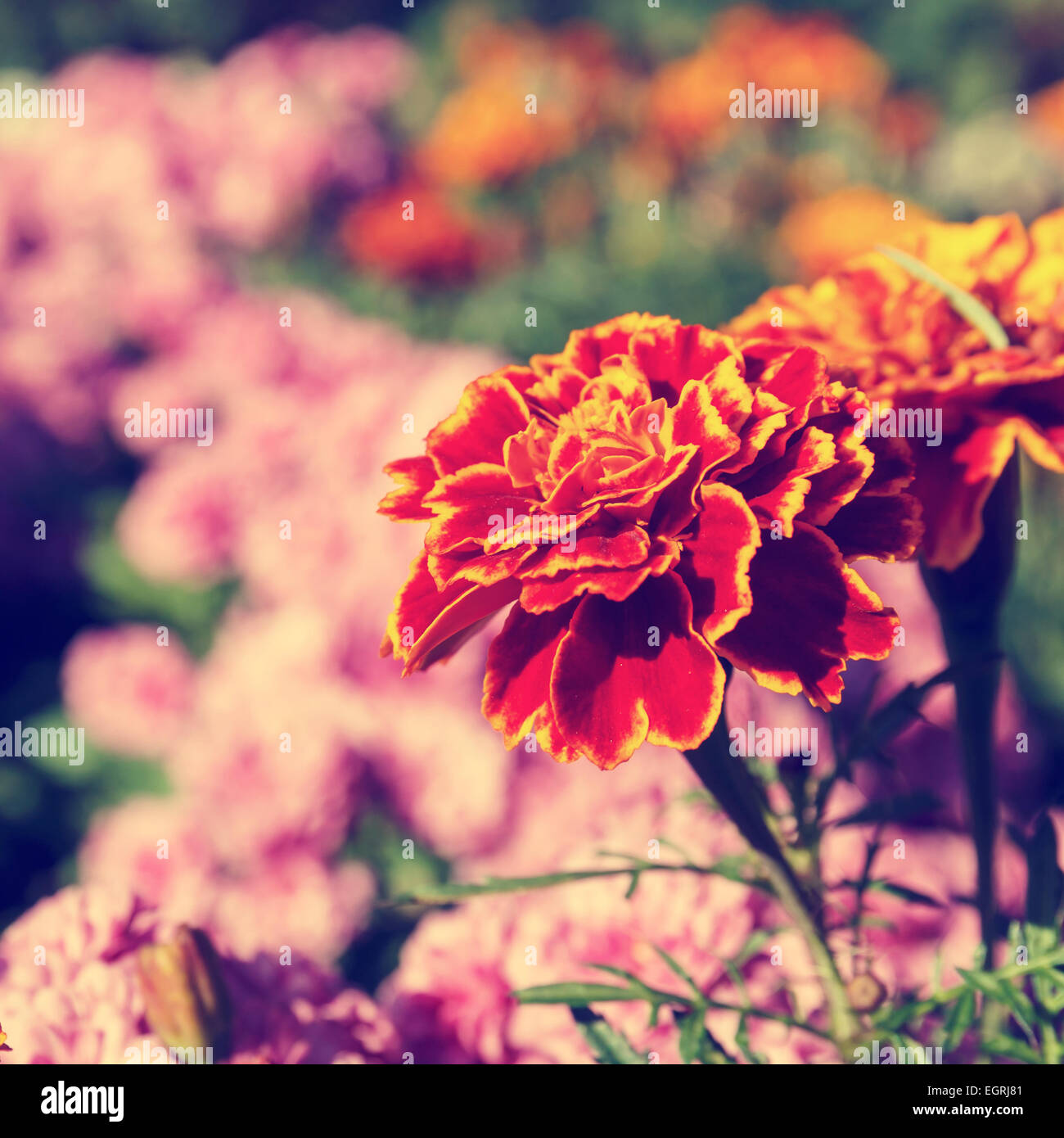 red flower in a botanical garden, vintage look Stock Photo - Alamy