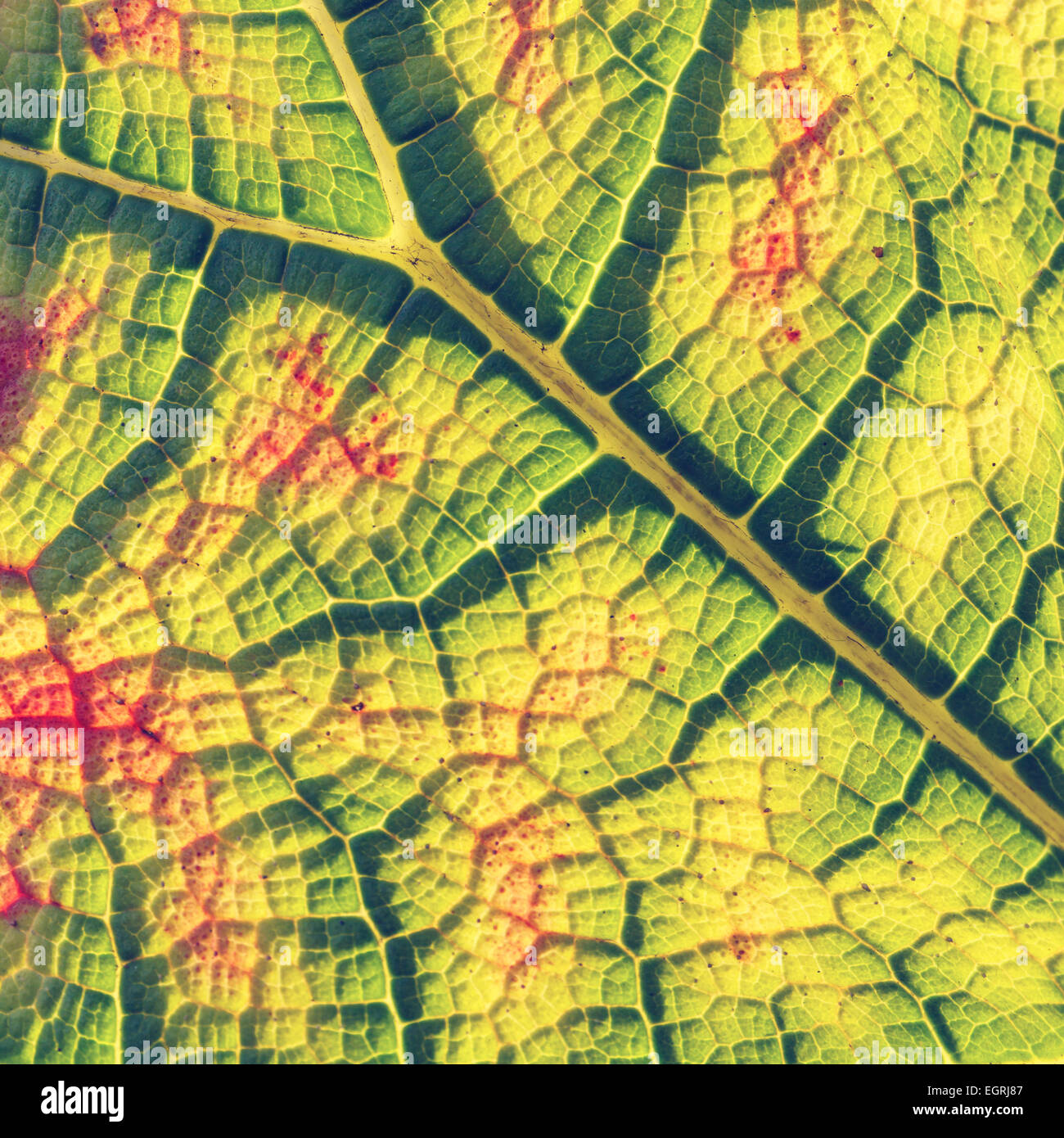 green leaf, natural background Stock Photo - Alamy